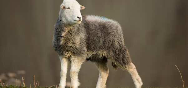 Things to Do in Cumbria and the Lake District | Creative Tourist