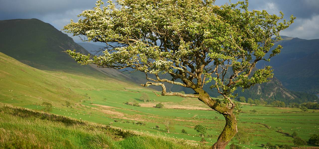 Cockermouth and West Cumbria | Visitor Guide | Creative Tourist