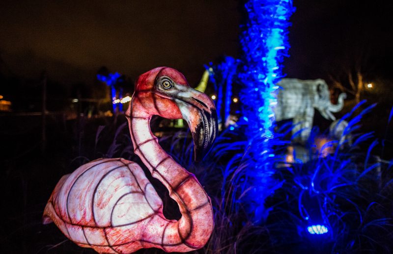 The Lanterns at Chester Zoo | Light Festivals in the North | Creative ...
