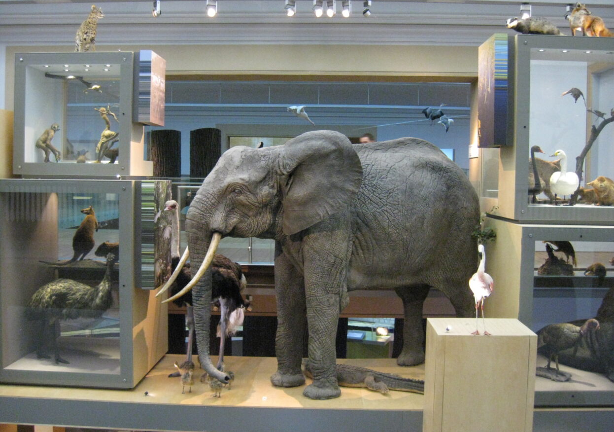 Great North Museum: Hancock | Museums in Newcastle