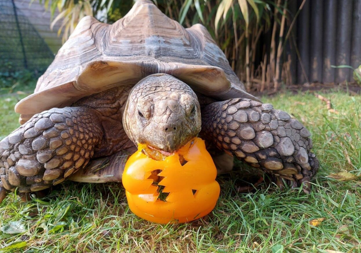 Reaseheath Mini Zoo | Things to do in Crewe | Creative Tourist