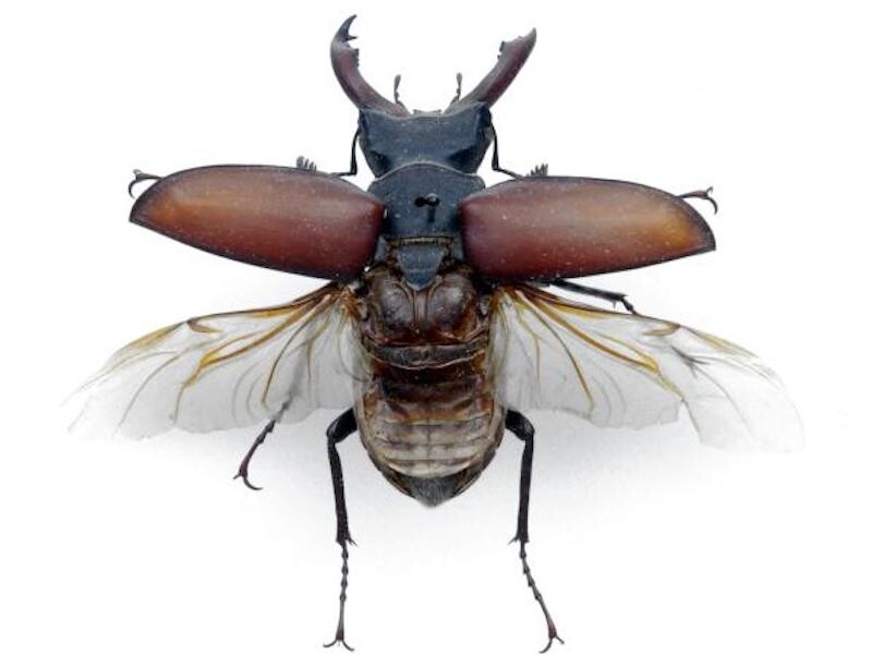 Magnificent Mini Beasts at Leeds Discovery Centre - Creative Tourist