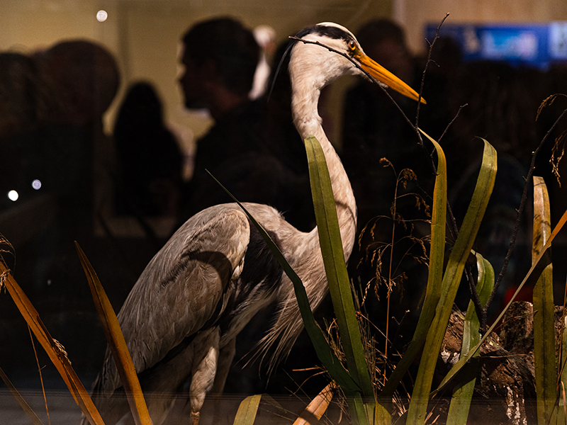 Wild About Birds at Manchester Museum | Families | Creative Tourist