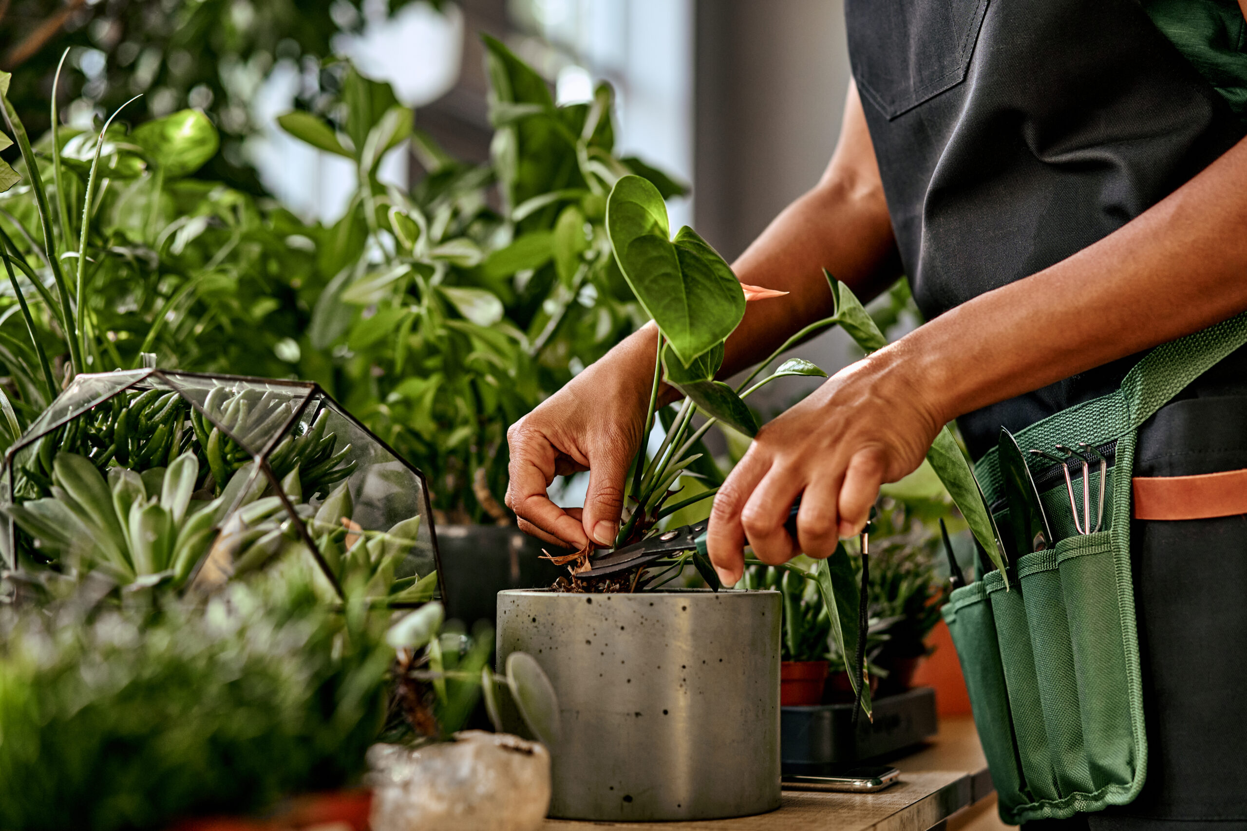 Root Houseplants | Independent shops in Liverpool | Creative Tourist