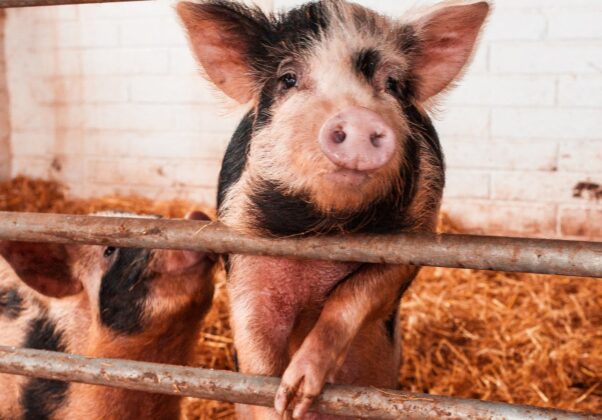 JB Shorts 27 at 53two | Theatre | Manchester | Creative Tourist